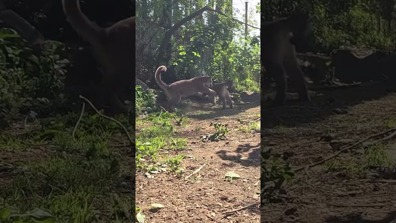 Feline friends get playful and pouncy together