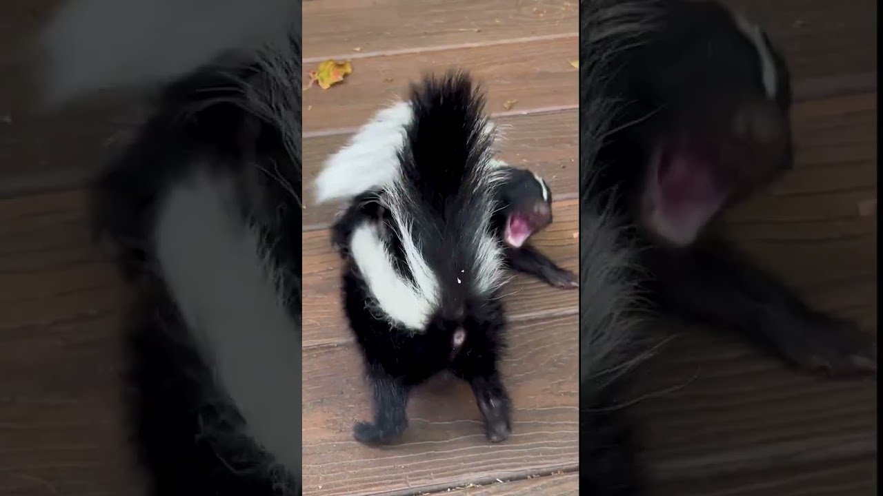 Skunk with Spiky Hair Rocks a Unique Zoo Look