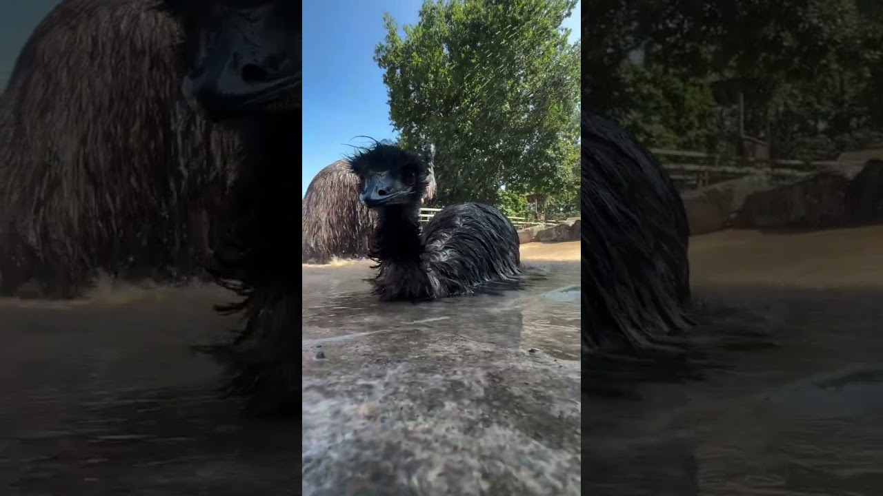 Flamingos strut proudly showing off long leg energy