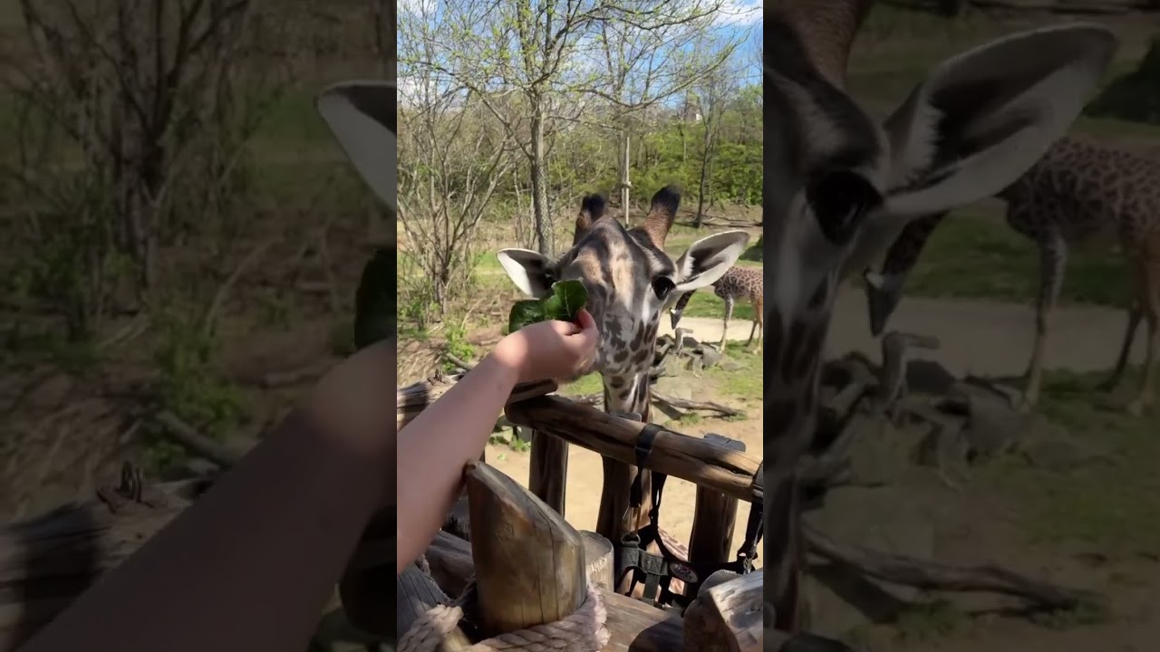 Learn what it's like feeding a hungry tall giraffe
