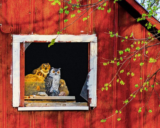 21 Funny Owl Pictures That Are a Real Hoot