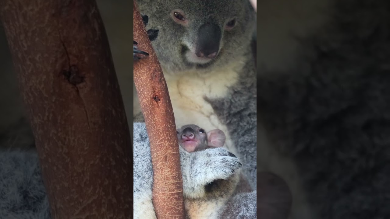 Curious Koala Joey Explores the World for First Time
