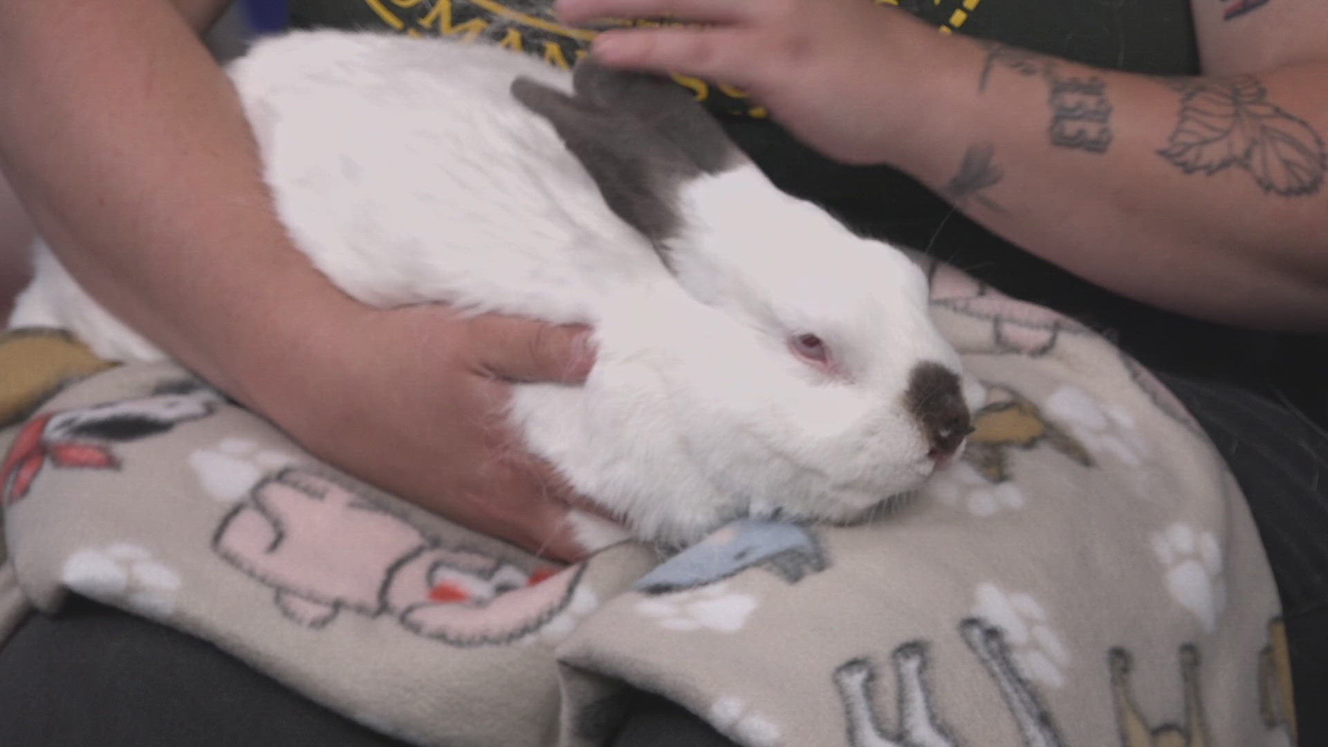 Pet of the Week - Otis | Aug. 18, 2025