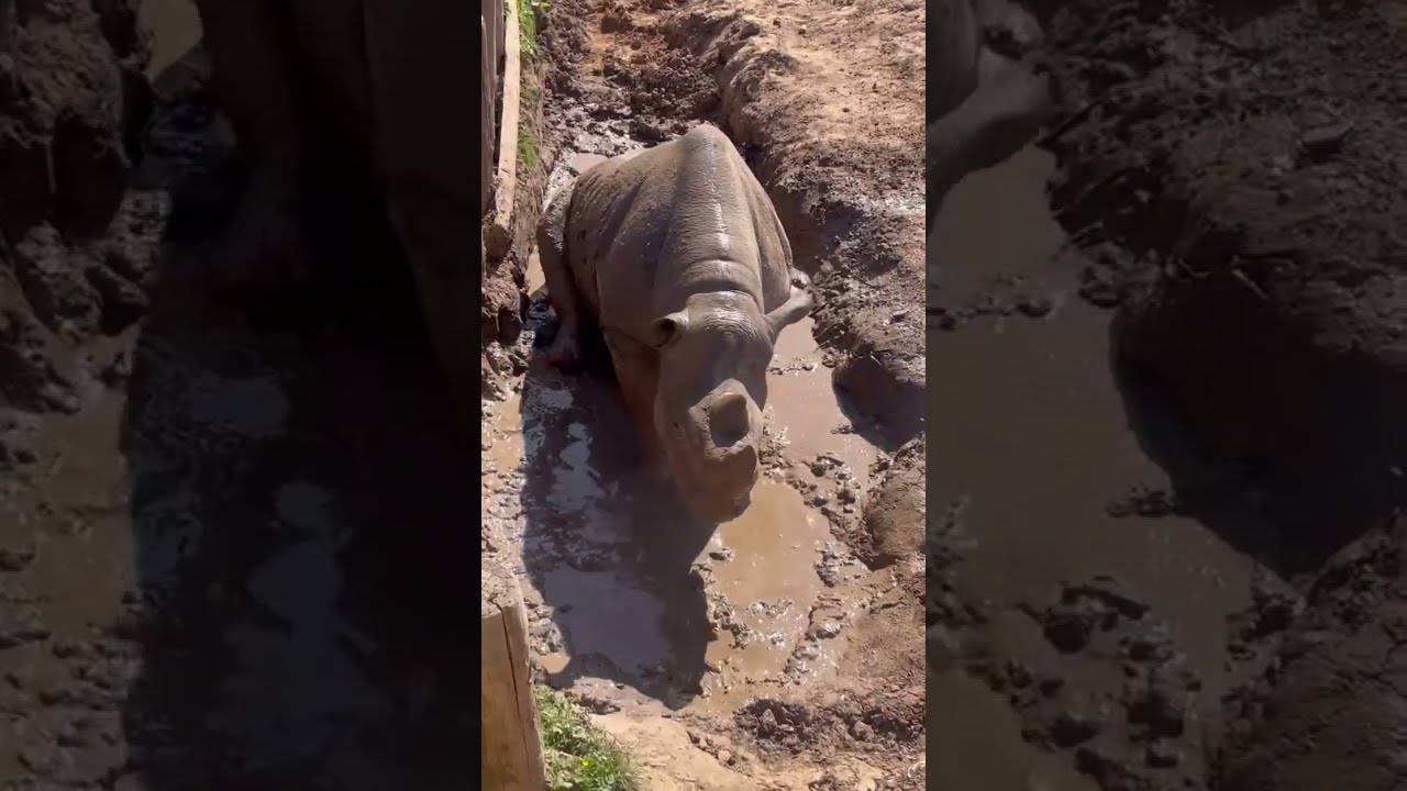 Rhino enjoys a soothing mud spa treatment