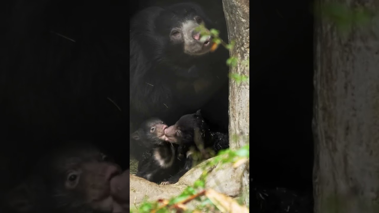 Watch cute sloth bear babies playing together outside happily