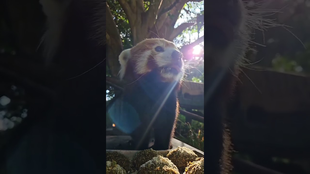 Red panda enjoys breakfast in the cutest way