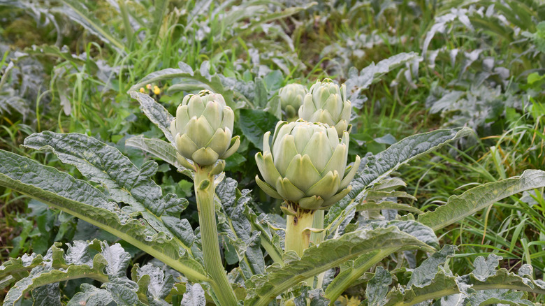 14 Artichoke Varieties You Might Not Be Familiar With