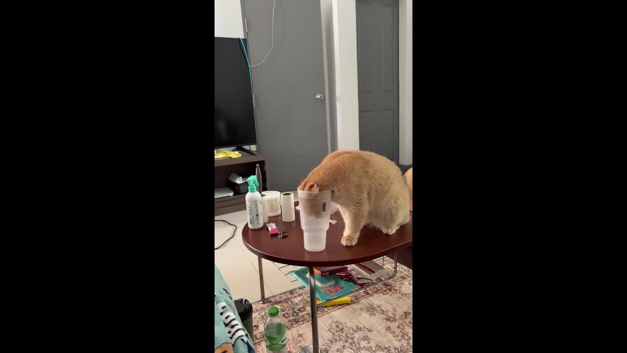 British Shorthair cat gets itself stuck in plastic cup