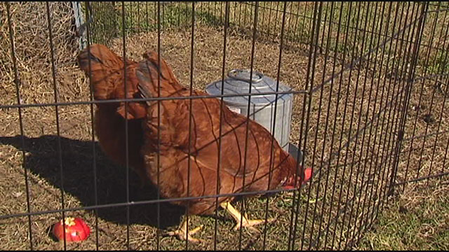 Revisions to chicken ordinance set for discussion in Spring Hill