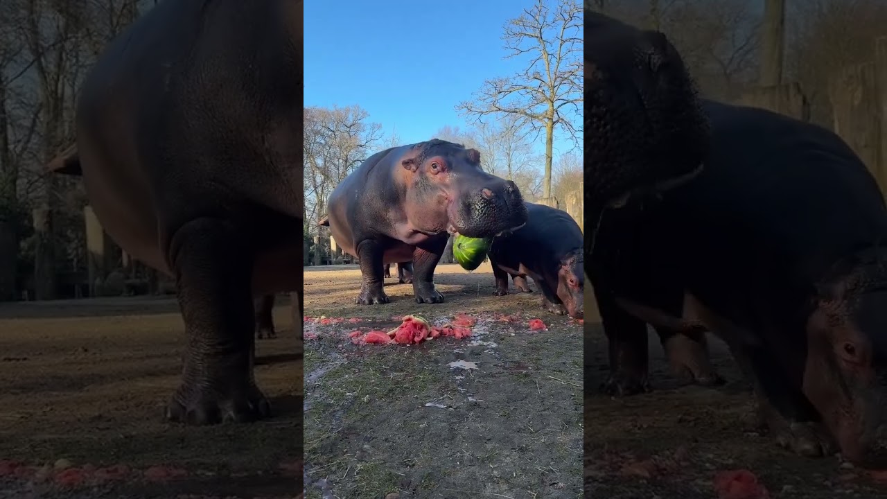 Strong hippo destroys a juicy watermelon with one giant bite