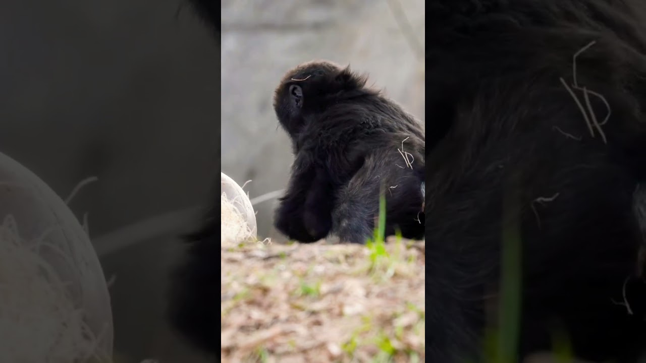 Observe a cute baby gorilla playing alone in the grass