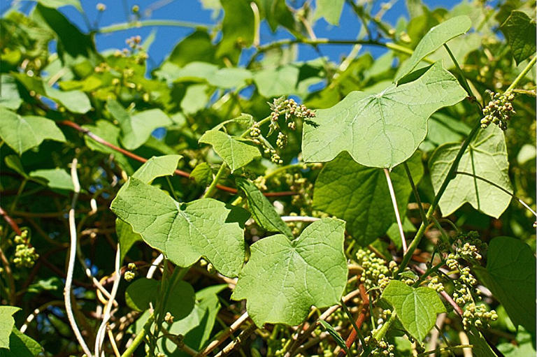 Decoding the 'impossible' chemistry of moonseed to rewrite the ...