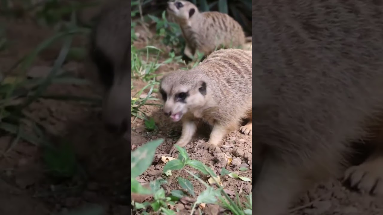 Meerkat party shows lively group behavior in the sun