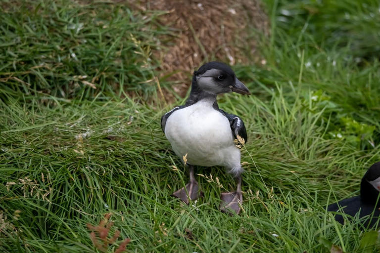 ‘Puffling Patrol’ Helping Precious Baby Birds ‘Find the Ocean’ Is the ...