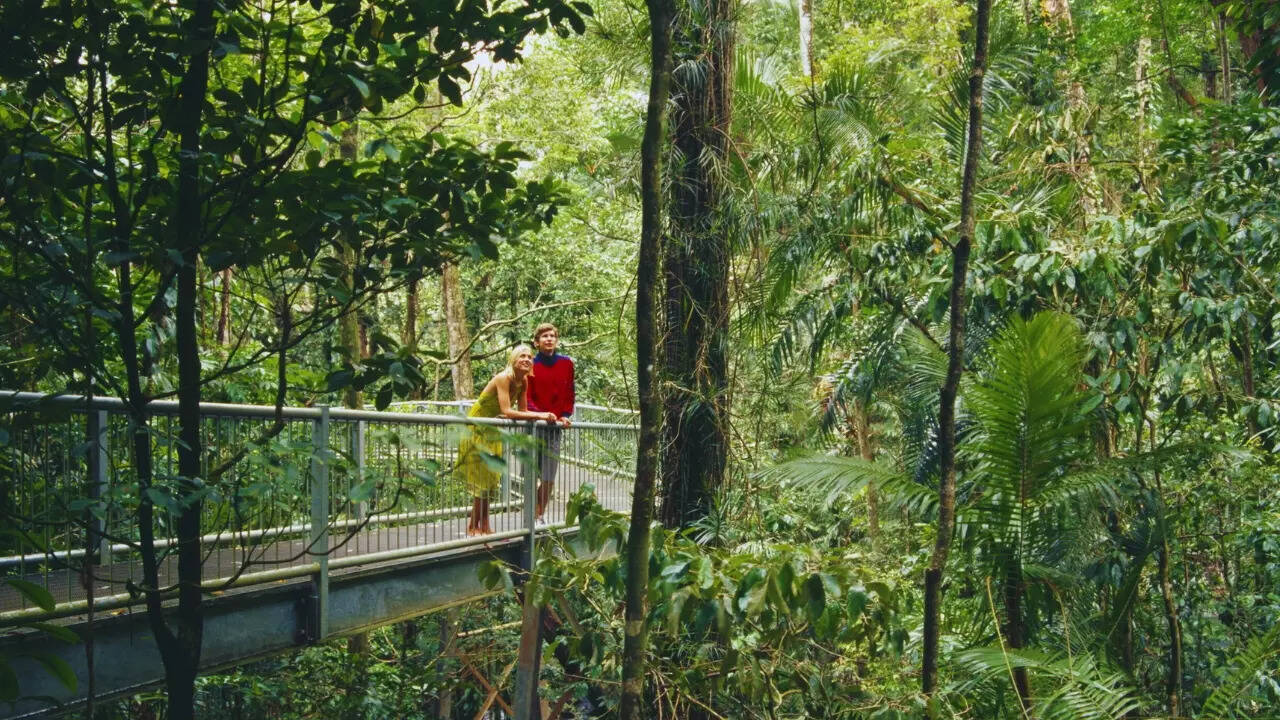 The hidden world of Daintree Rainforest, world's oldest rainforest