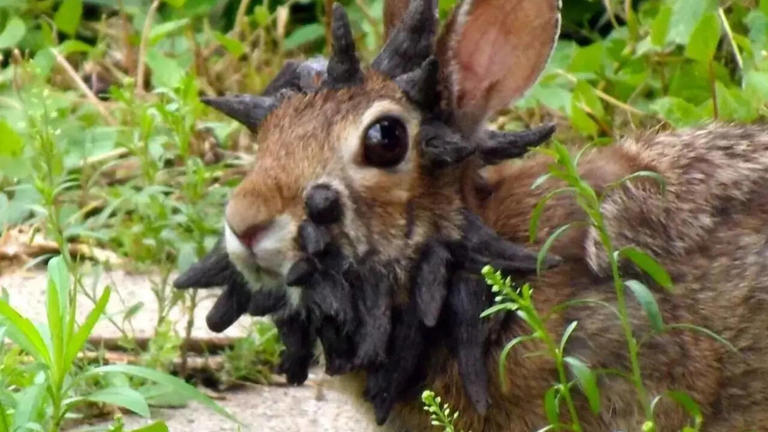 After 'Frankenstein' rabbits, 'zombie squirrels' are haunting Americans