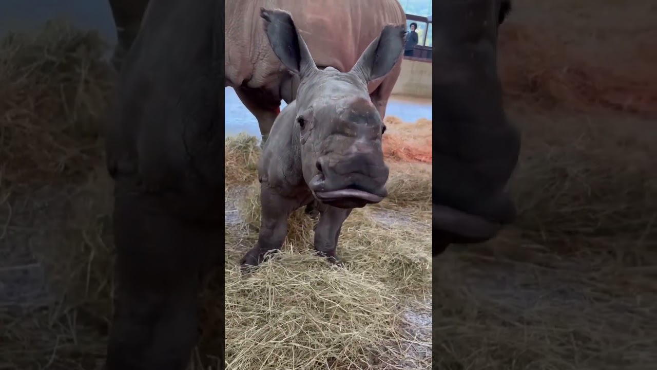 Baby white rhino explores the world with wonder