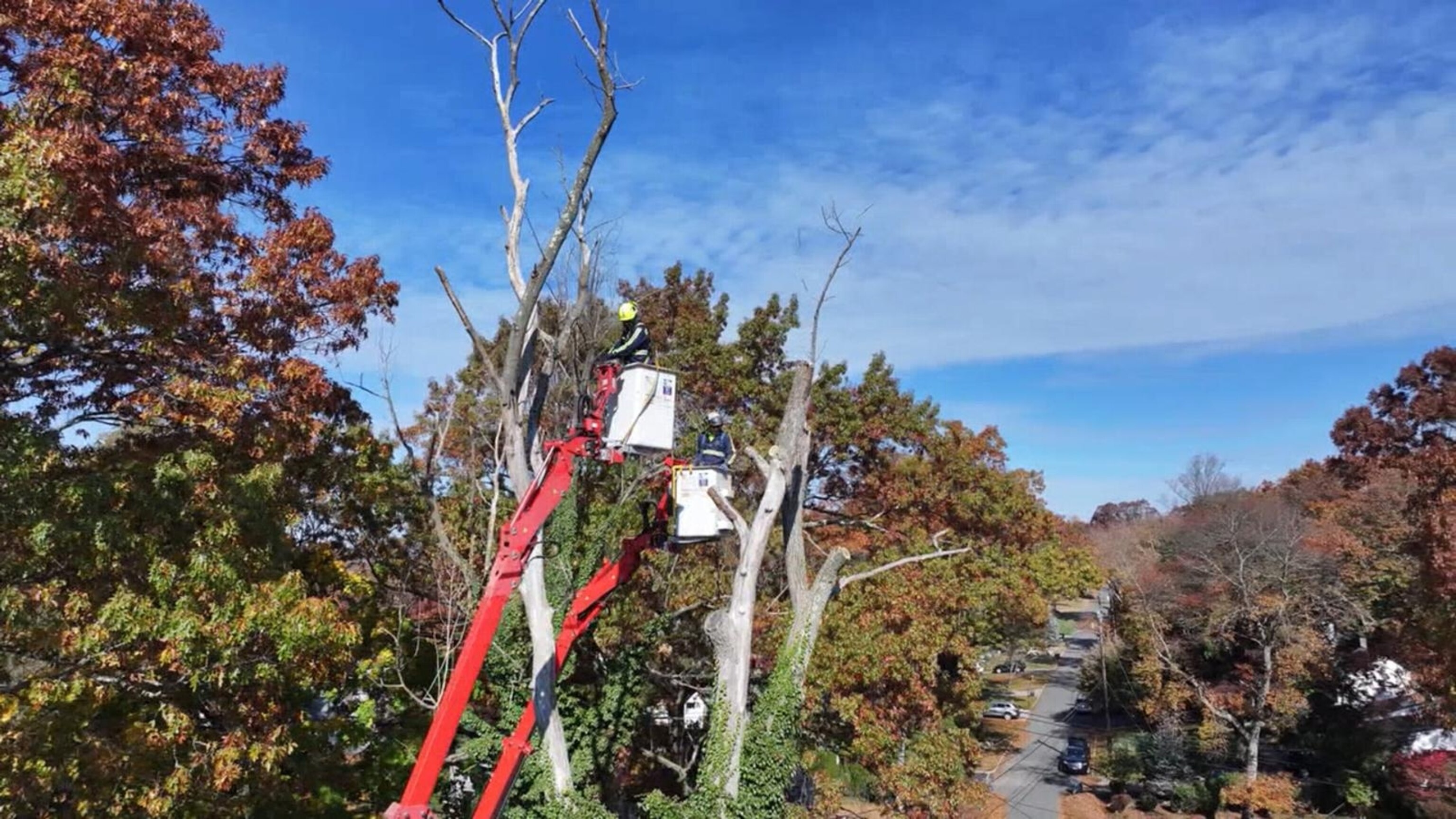 Tree safety tips