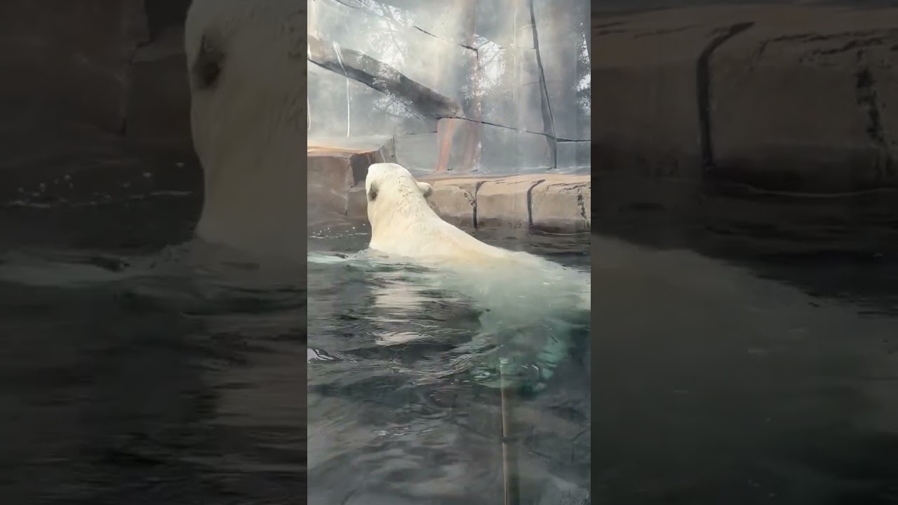 Polar Bear Twins Explore Their Snowy New World