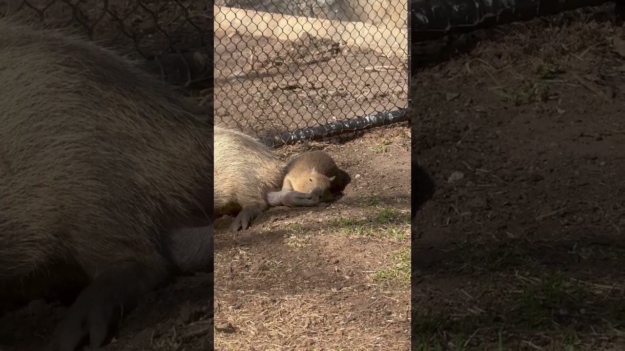 Capybara enjoys a lazy Sunday snooze outdoors