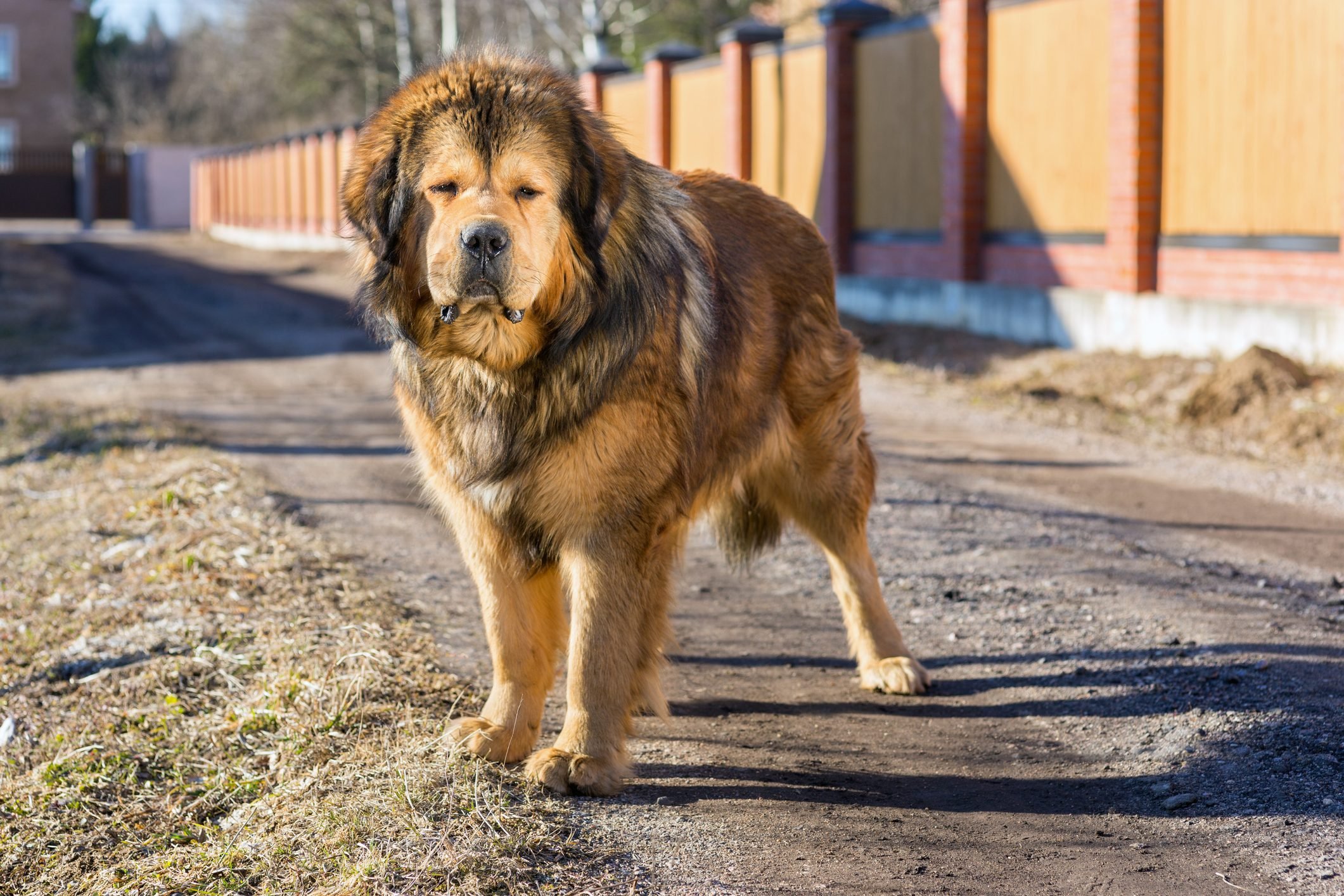 21 loyal guard dog breeds that will help protect your family
