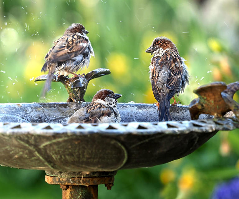 Stop mosquitoes breeding in your bird bath with this 1 simple addition ...