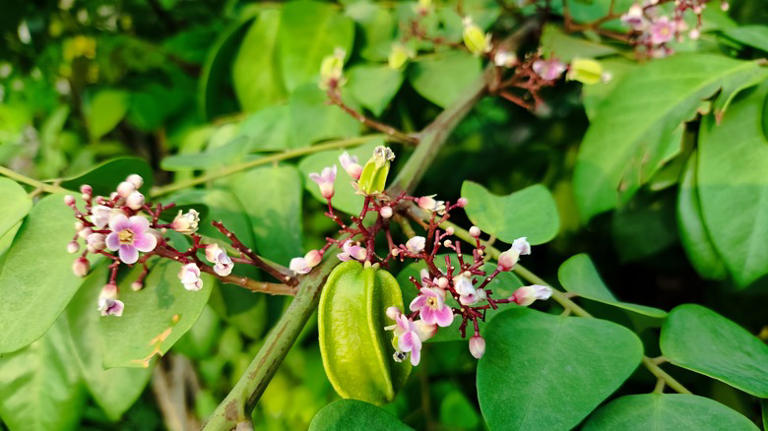 Meet Carambola (Star Fruit): What It Is And How To Use It