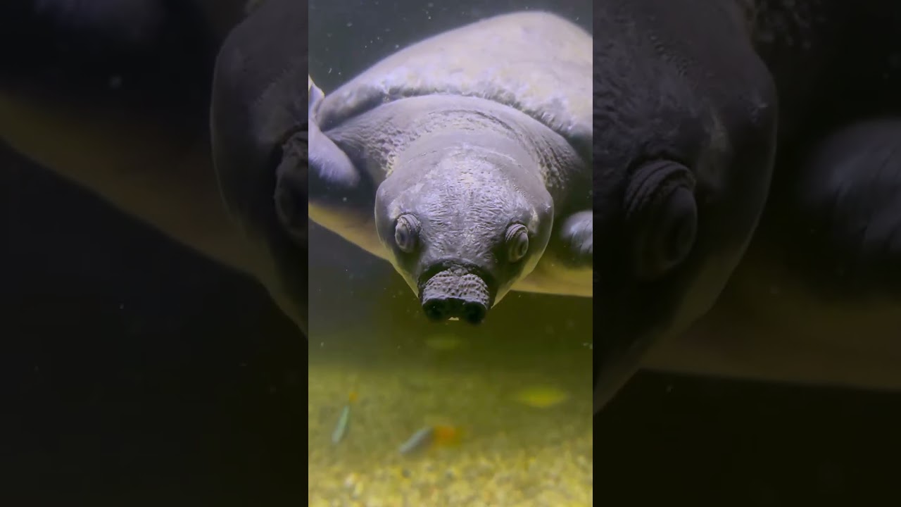 Observe a unique pig-nosed turtle swimming in water