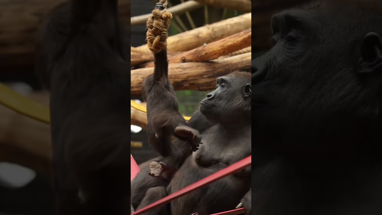 Baby gorilla plays joyfully alongside attentive mother