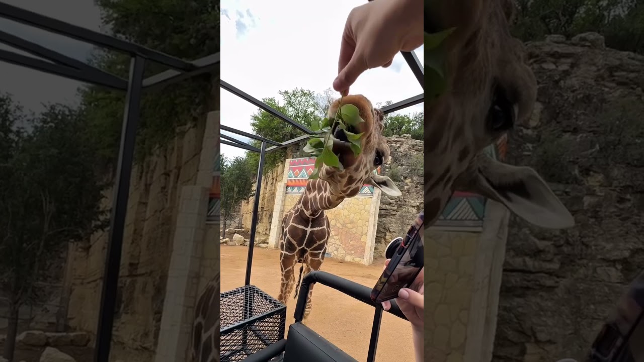 Watch a tall giraffe munching on fresh green leaves