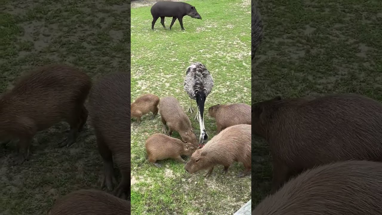Capybara family enjoys a refreshing summer treat