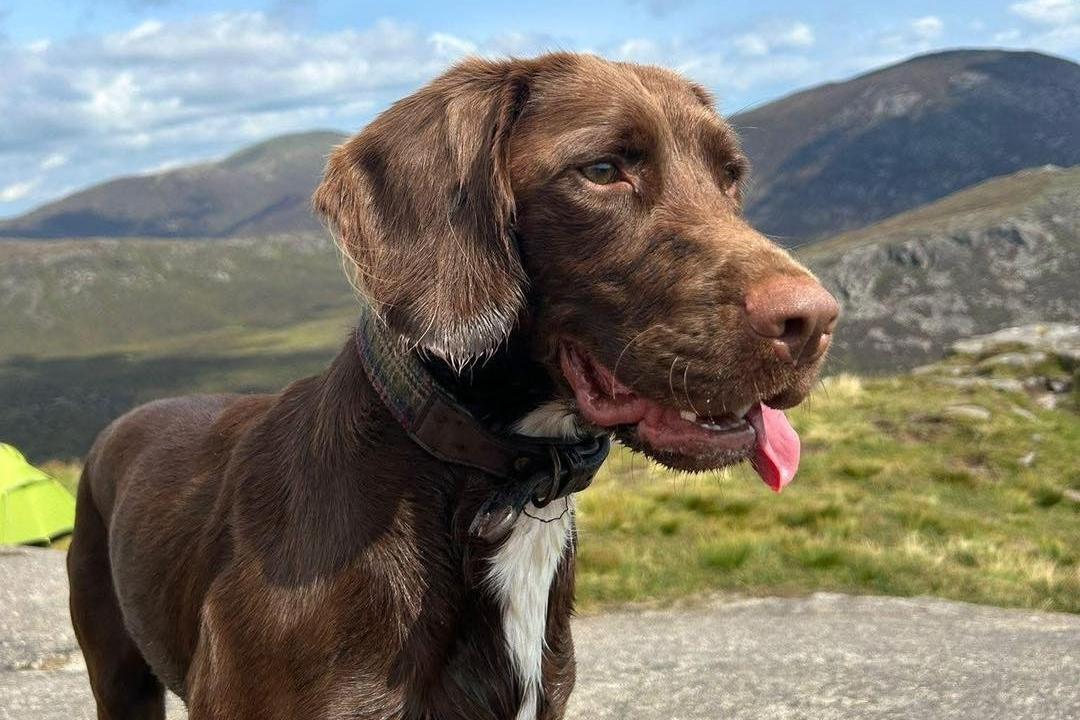 Call for help as beloved dog Mabel goes missing in the Mournes