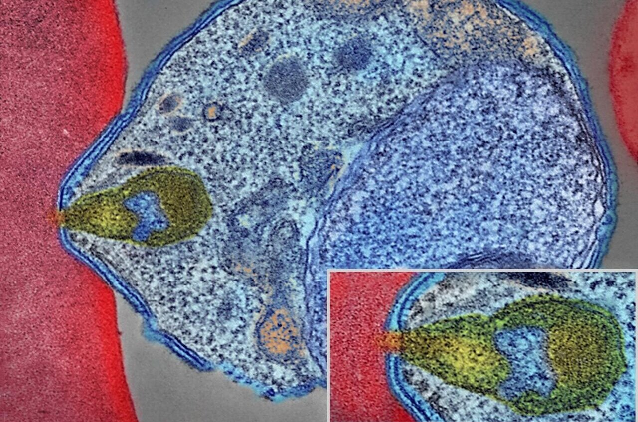 New findings on how malaria parasites invade human cells yield proof of ...