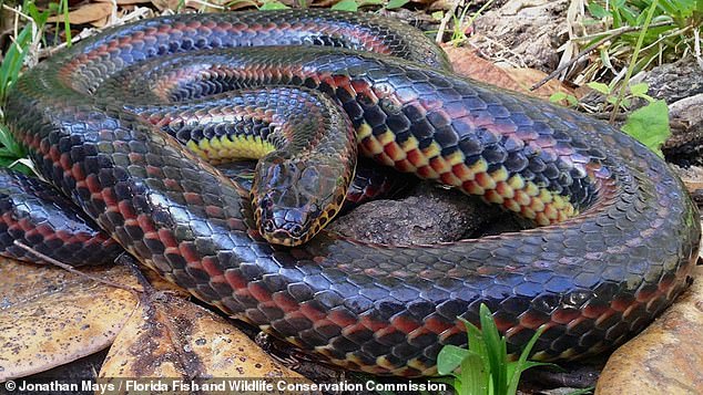 Seen the rare rainbow serpent? The government wants to hear from you…
