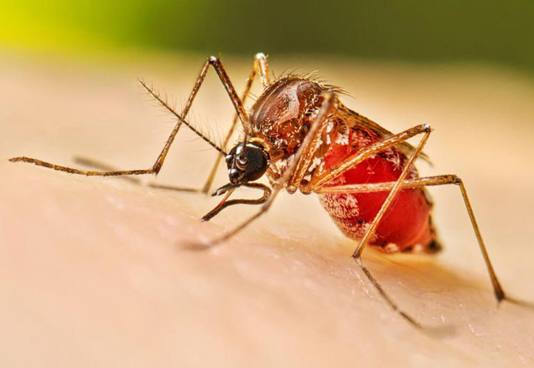 Dengue Fever case confirmed in Hillsborough County