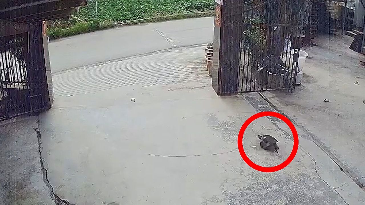 30-year-old escape plan! Family's pet snapping turtle escapes from home