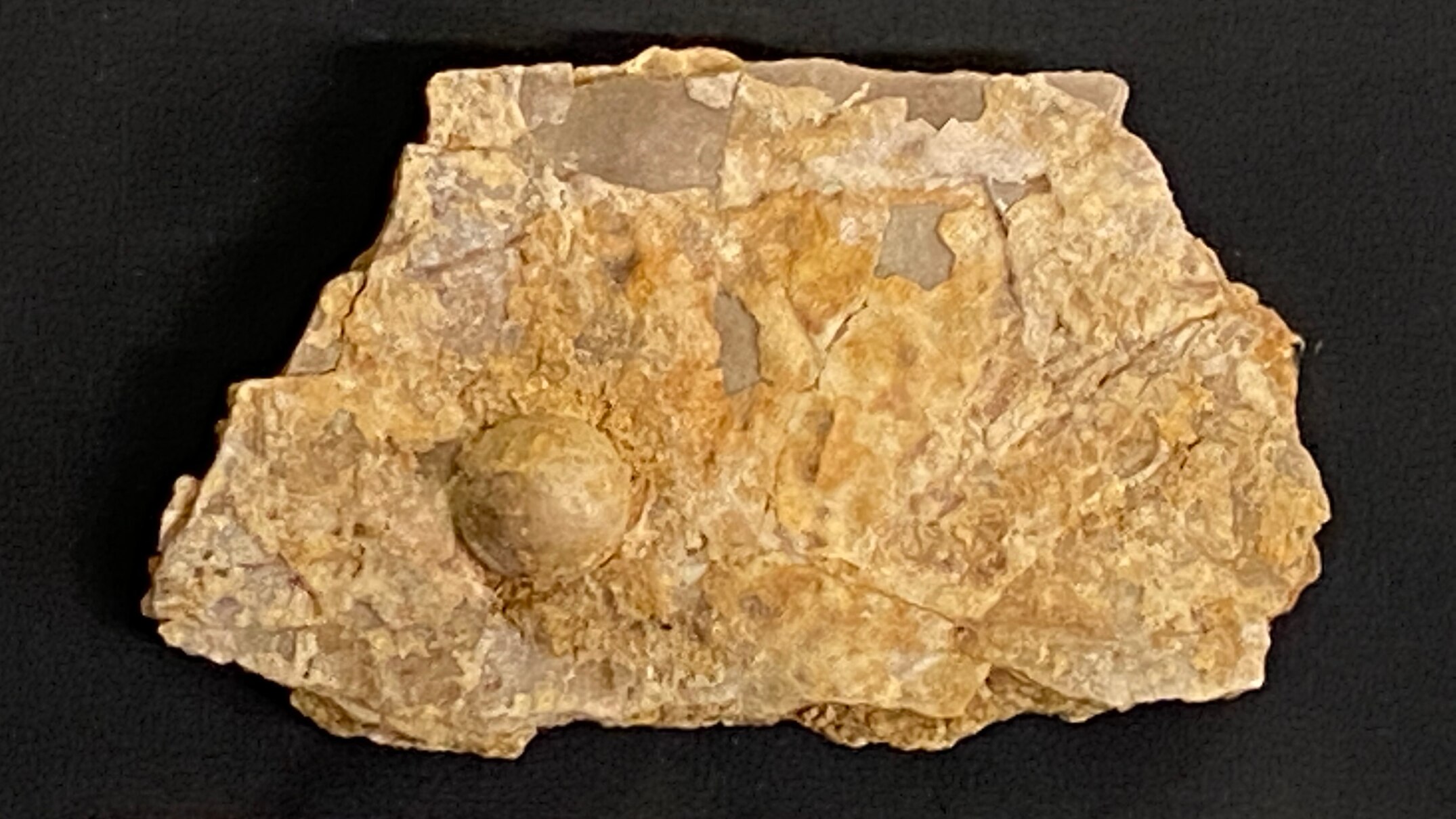 Palaeontologists verify Australia's largest fossil pearl as 100 million ...