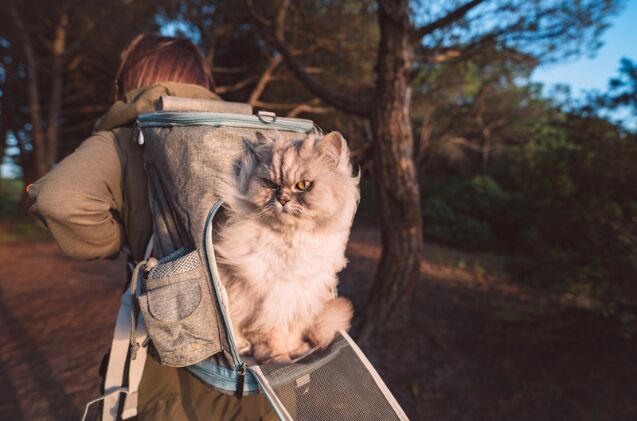Louis the Cat Will Inspire You to Explore with Your Furry Friend!