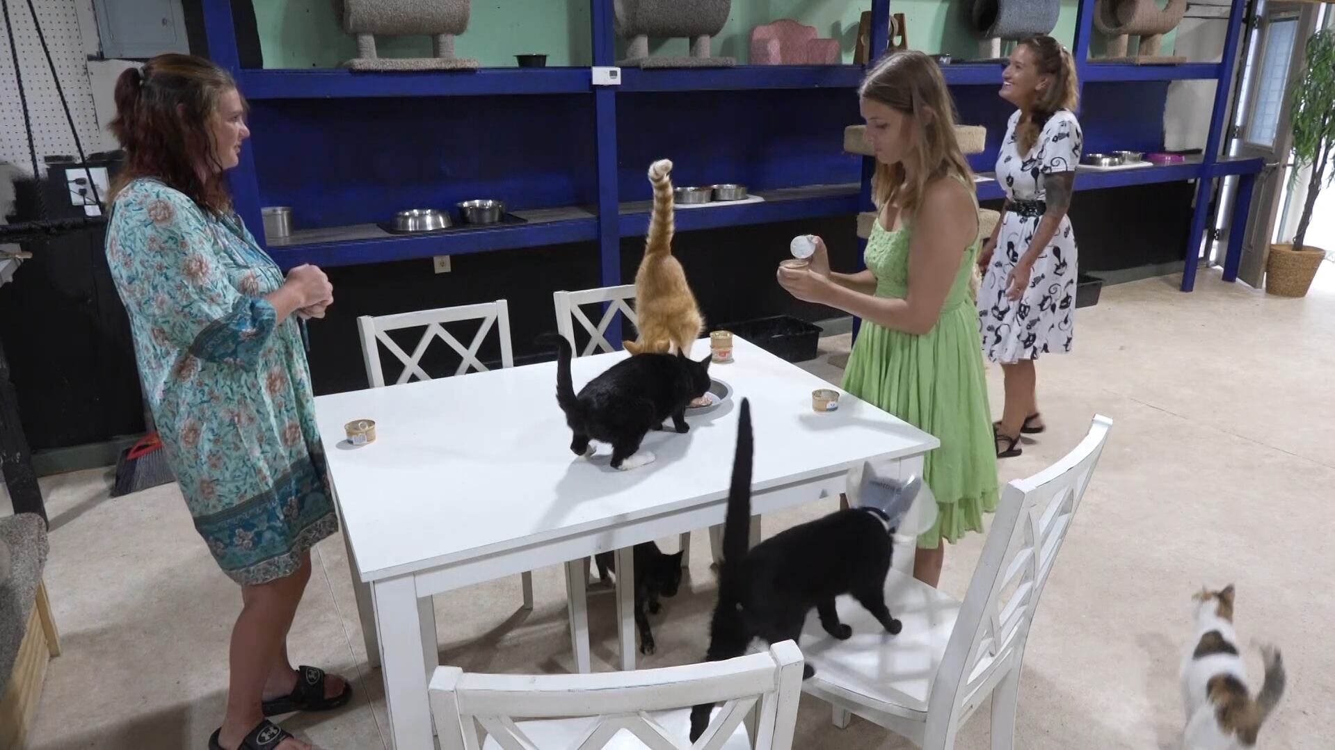 Moses Ark Rescue and Sanctuary holding grand reopening