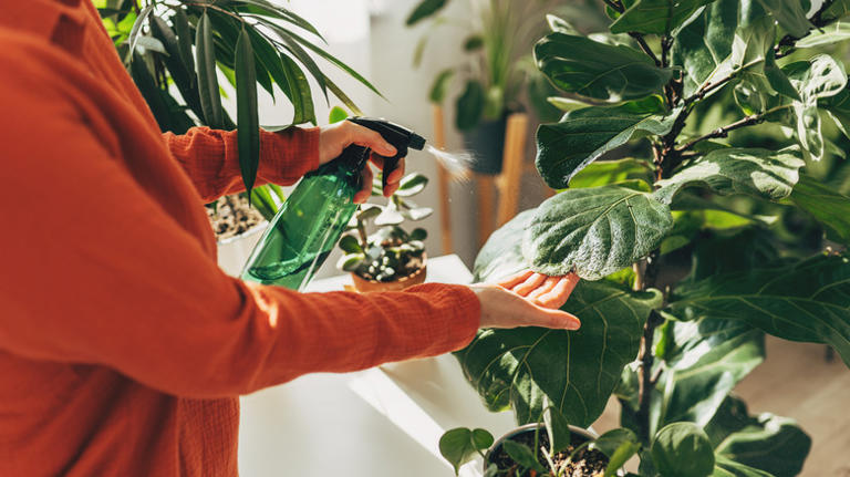 Keep Houseplants Thriving With A Hydrogen Peroxide Solution You Can DIY