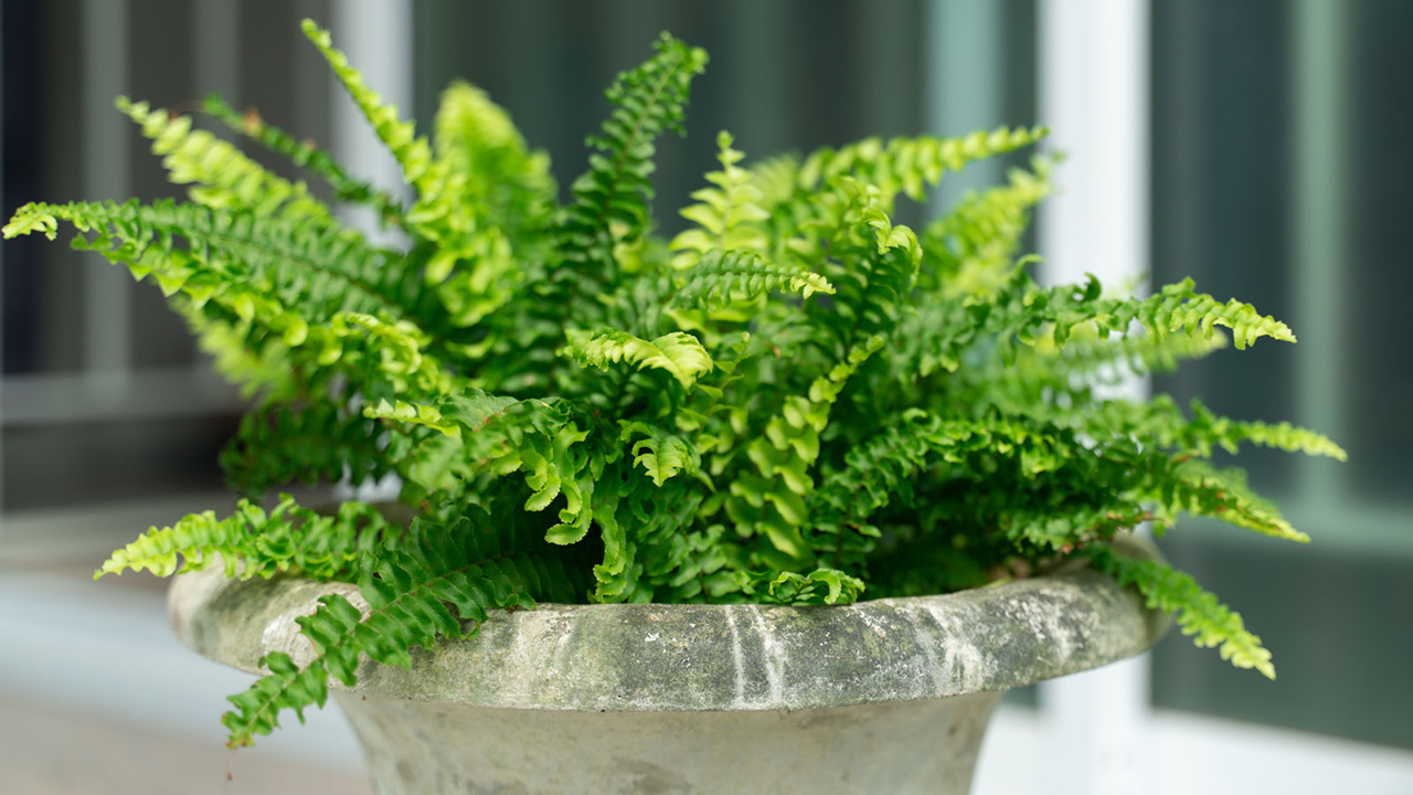 11 Plants That Might Need Repotting Before You Bring Them Inside
