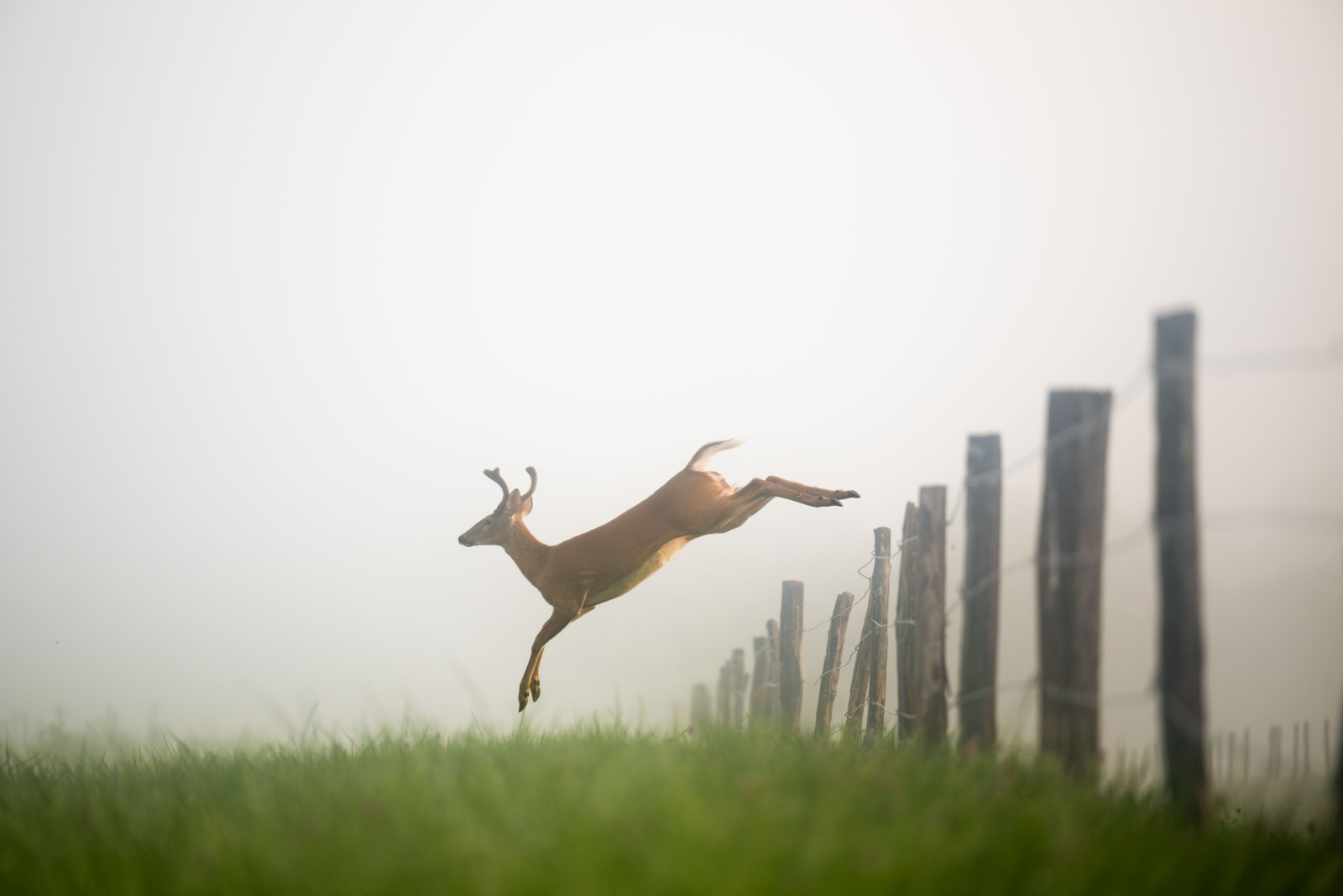10 Facts About White-Tailed Deer
