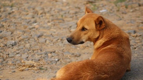 Mauled by stray dogs, 4-year-old girl dies in Bengaluru after 4-month ...