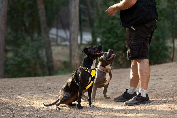 Paws of Freedom: How Dogs Serve Our Nation