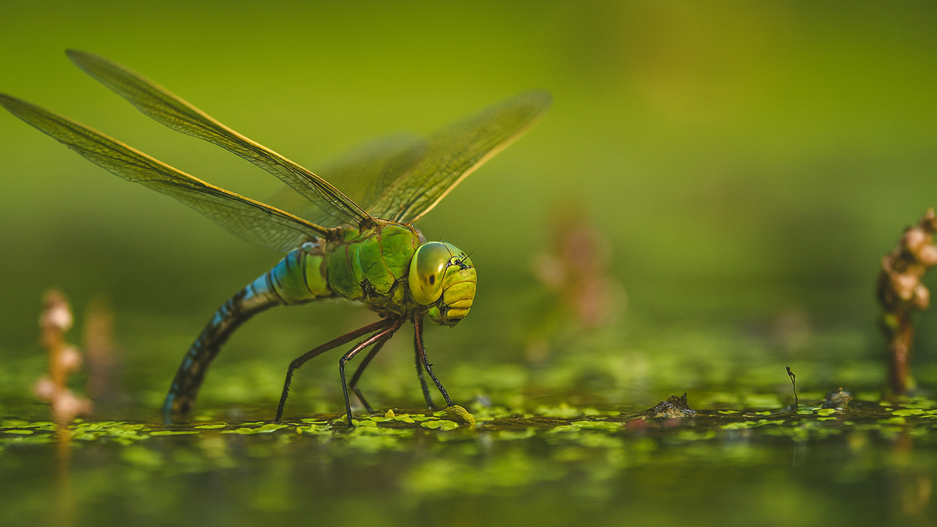 Anax empereur – Une magnifique libellule bleue