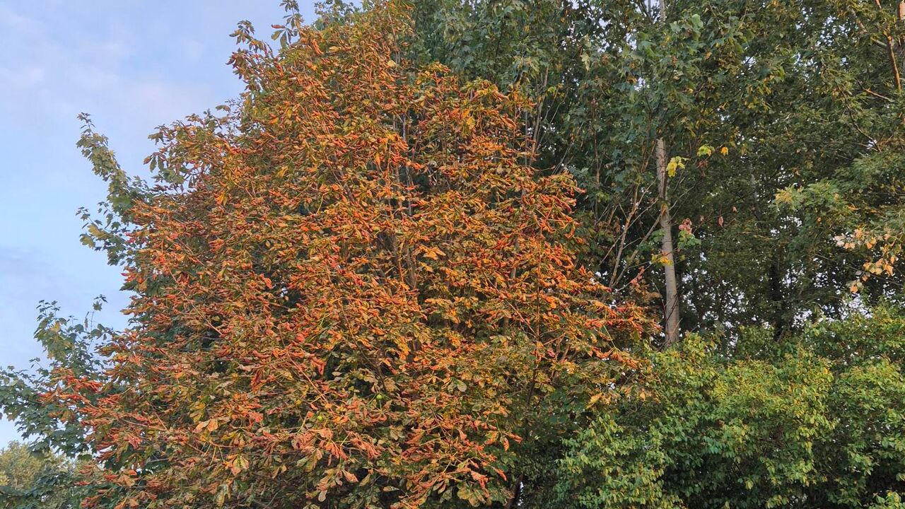 Neerslagtekort in Vlaanderen opgelopen tot 3 maanden, bomen gooien ...