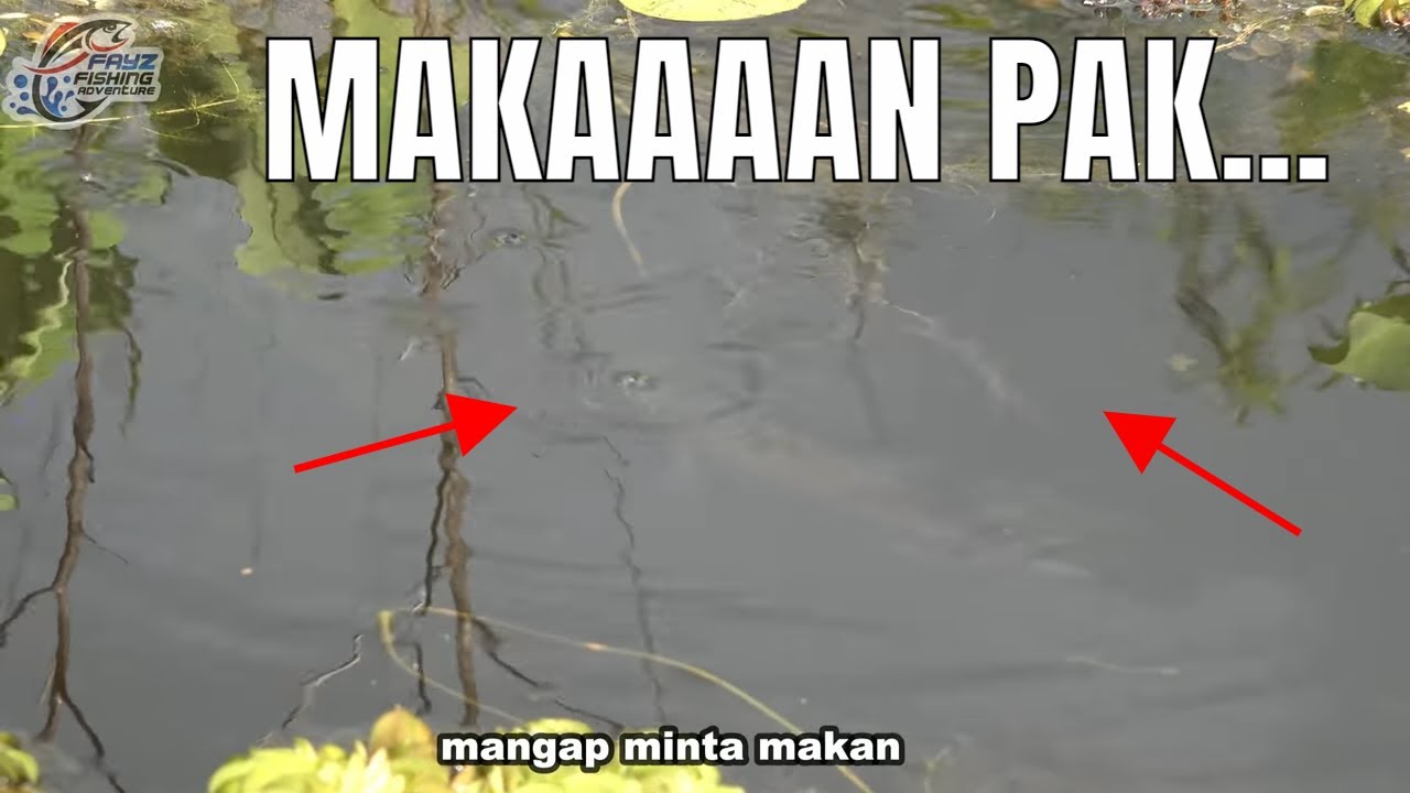 Munculnya Congor-Congor Kelaparan dari Dalam Air
