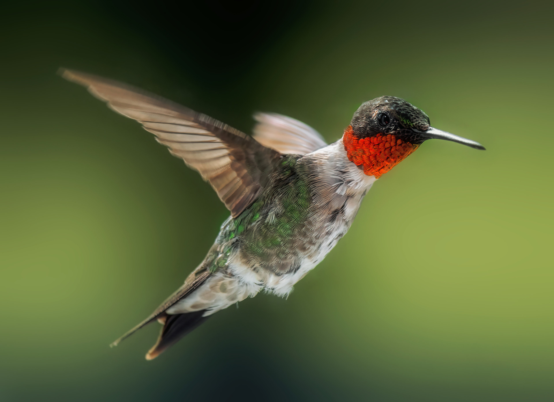 Wings in a blur: the fascinating world of hummingbirds