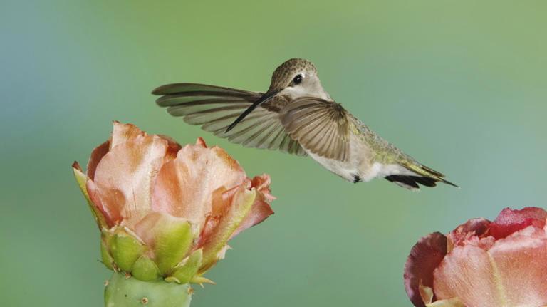 The Popular Variety Of Cactus That Attracts Hummingbirds To Your Yard