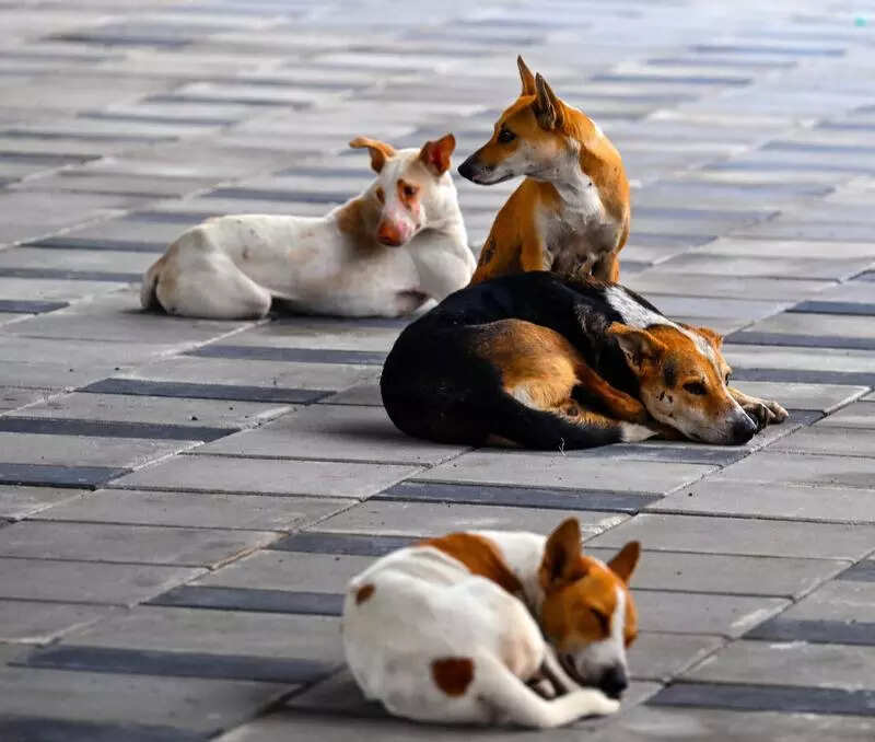 Mumbai sterilises 57 street dogs every day, sees drop in stray numbers ...
